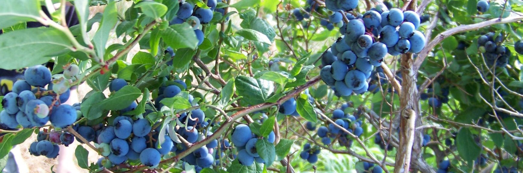 Blueberries