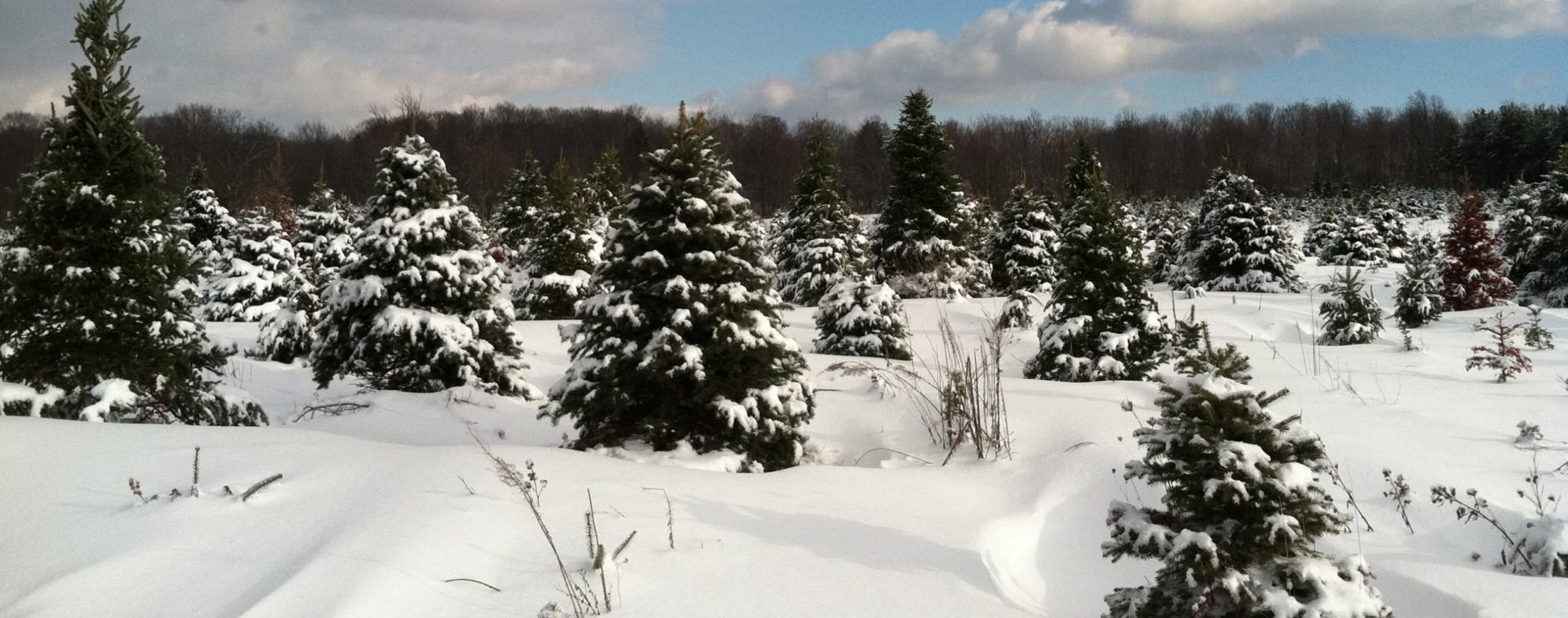 Cut Your Own Christmas Trees